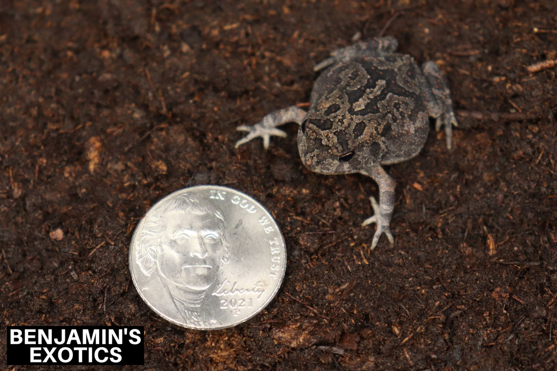 Southern Toad CBB (1 Pack) Anaxyrus terrestris – Benjamin's Exotics