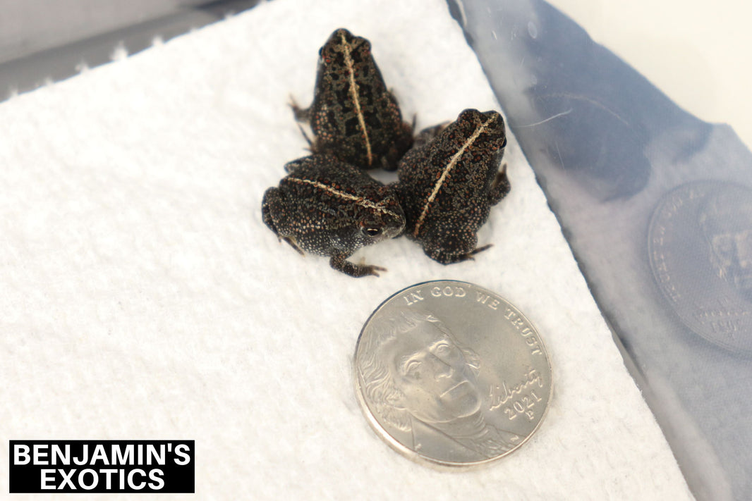 Toads – Benjamin's Exotics