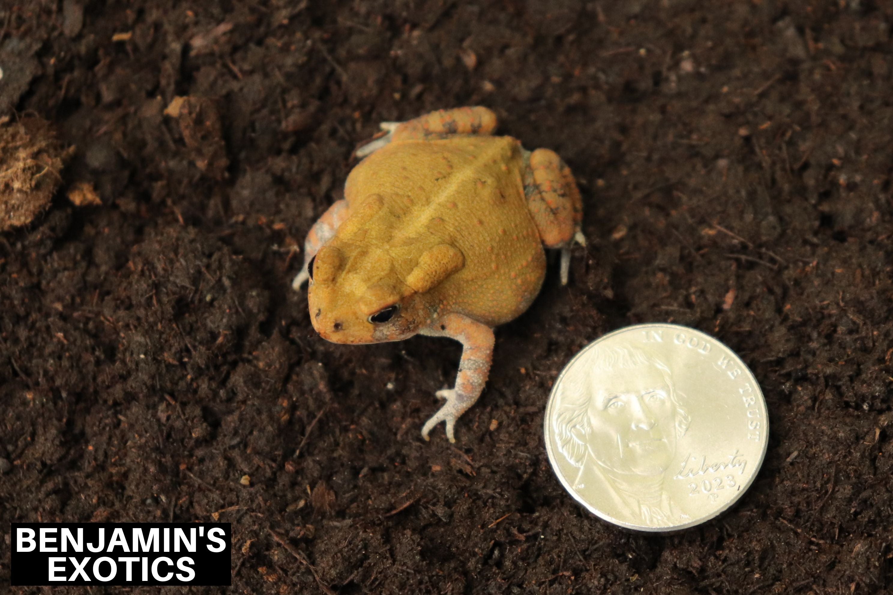 Amber Southern Toad CBB (1 Pack) Anaxyrus terrestris – Benjamin's Exotics